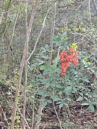 Best Hikes and Trails in Chandor Gardens | AllTrails