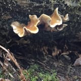 Nolte State Park Deep Lake, Washington - 580 Reviews, Map | AllTrails