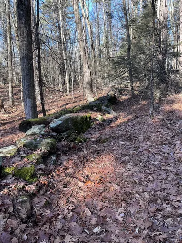 Best Hikes and Trails in Harvard Forest | AllTrails