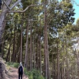 Newlands Forest via the Contour Path, Western Cape, South Africa - 701 ...