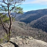 Fiery Gizzard Loop, Tennessee - 1,130 Reviews, Map | AllTrails