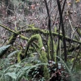 Croisan Creek Trail, Oregon - 226 Reviews, Map | AllTrails