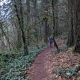 Croisan Creek Trail, Oregon - 226 Reviews, Map | AllTrails