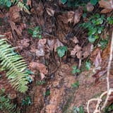 Croisan Creek Trail, Oregon - 226 Reviews, Map | AllTrails