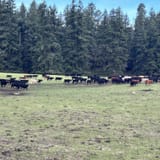 Chehalis Western Trail, Washington - 546 Reviews, Map | AllTrails