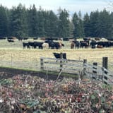 Chehalis Western Trail, Washington - 546 Reviews, Map | AllTrails