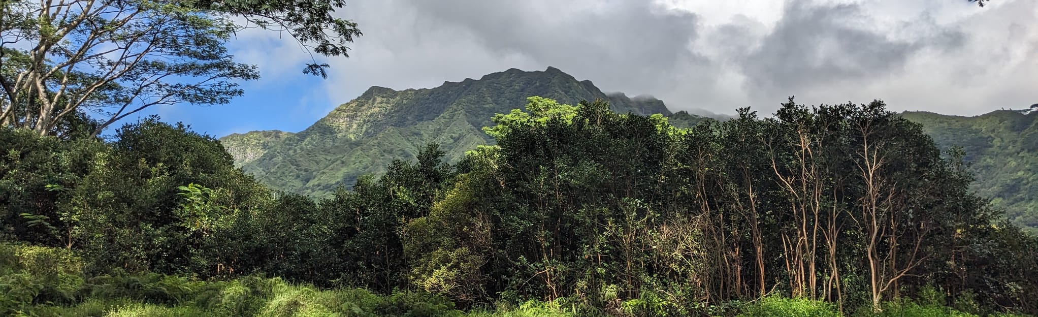 Moalepe Trail, Kaua'i, Hawaii - 279 Reviews, Map | AllTrails