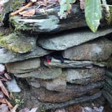 Sutton Ridge Overlook Trail, Tennessee - 569 Reviews, Map | AllTrails