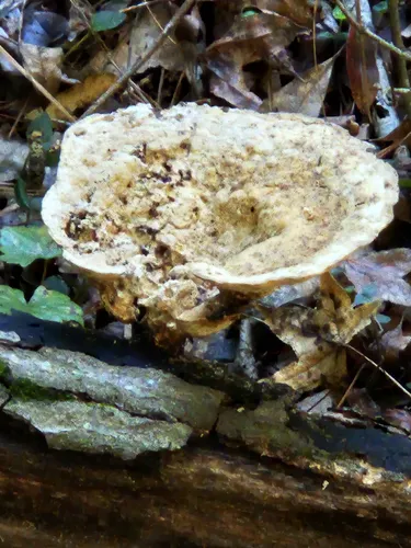 Best Hikes and Trails in Redcliffe Plantation State Historic Site ...