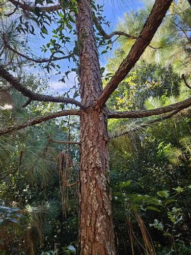 Best Hikes and Trails in Redcliffe Plantation State Historic Site ...