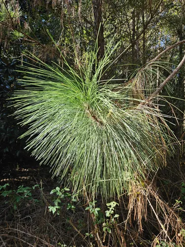 Best Hikes and Trails in Redcliffe Plantation State Historic Site ...