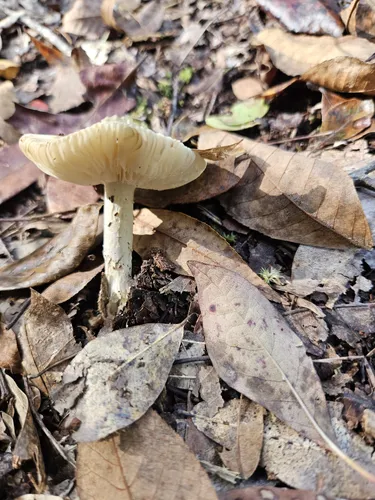 Best Hikes and Trails in Redcliffe Plantation State Historic Site ...