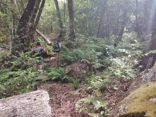 Best Forest Trails In Kou Kamma Nu Alltrails