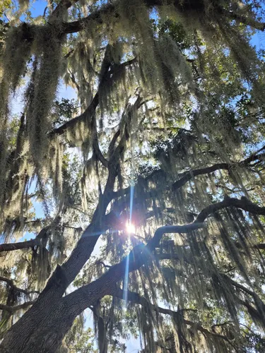 Best Hikes and Trails in Chito Branch Reserve | AllTrails