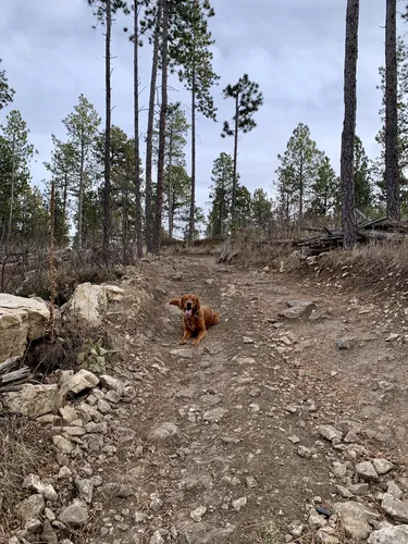 Best Horseback Riding Trails in Nemo | AllTrails