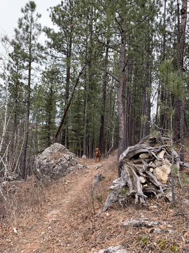 Best Horseback Riding Trails in Nemo | AllTrails