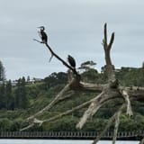 Orakei Basin Walkway, Auckland, New Zealand - 360 Reviews, Map | AllTrails