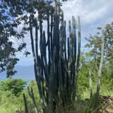 Lind Point Trail to Honeymoon Beach, Saint John, US Virgin Islands ...