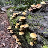 Bootjack Loop, California - 1,731 Reviews, Map | AllTrails