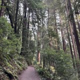 Bootjack Loop, California - 1,731 Reviews, Map | AllTrails