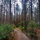 Riverhead Forest Loop Track, Auckland, New Zealand - 65 Reviews, Map ...