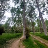 Riverhead Forest Loop Track, Auckland, New Zealand - 65 Reviews, Map ...