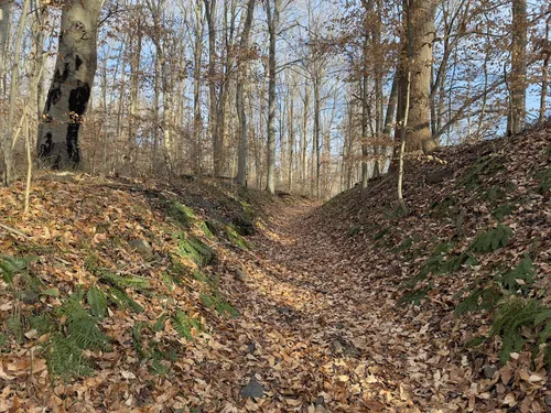 Best Hikes and Trails in Tyler Arboretum | AllTrails
