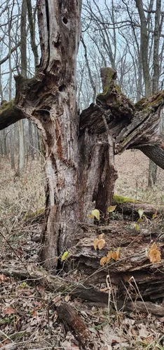 Best Hikes and Trails in Fort Daniel Conservation Area | AllTrails