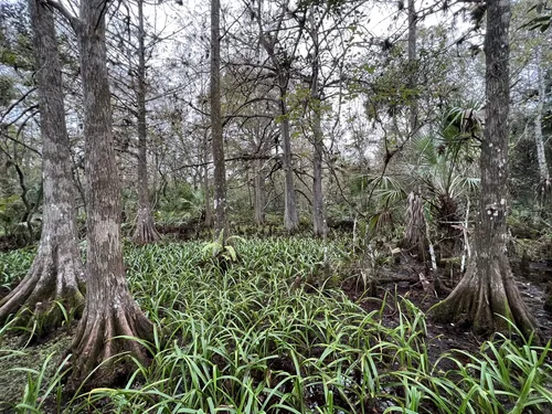 Best Hikes and Trails in Fern Forest Nature Center | AllTrails