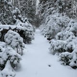 Cherry Mountain Trail, New Hampshire - 330 Reviews, Map | AllTrails