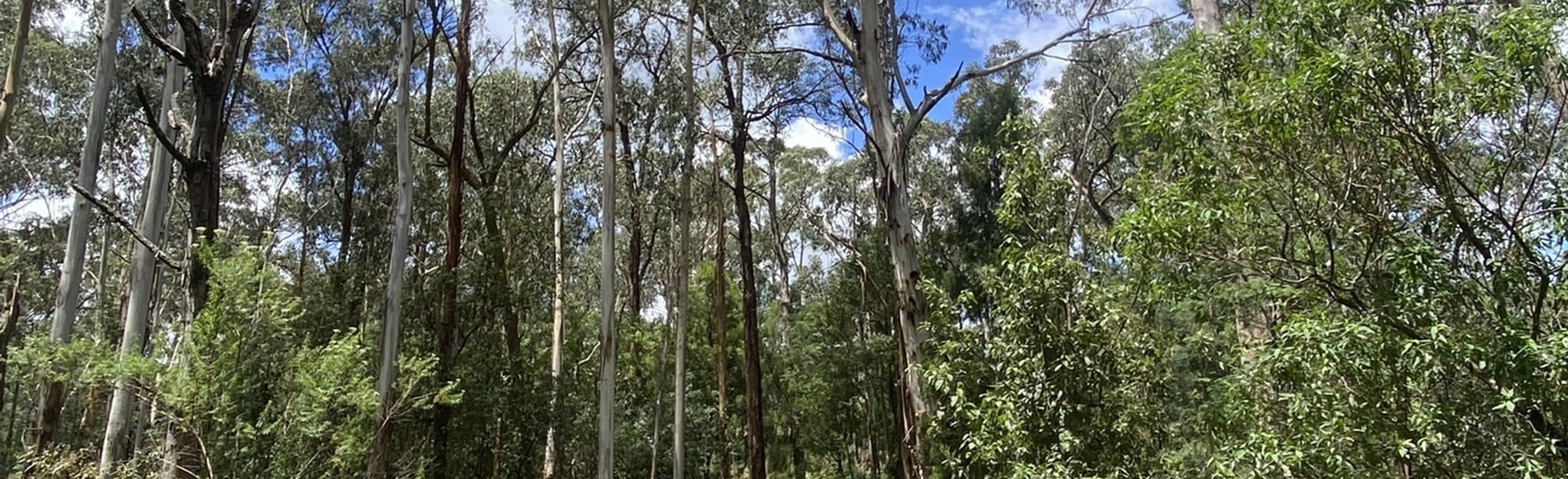 Beaconsfield Reserve Loop: 19 foto - Vittoria, Australia | AllTrails