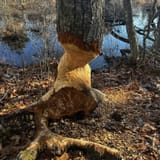 Stepstone Falls via Ben Utter Trail, Rhode Island - 1,566 Reviews, Map ...