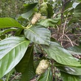 Magens Bay Beach Trail, Saint Thomas, US Virgin Islands - 349 Reviews ...