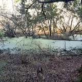 Burroughs Park Full Loop, Texas - 228 Reviews, Map | AllTrails