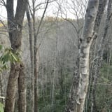 Koomer Ridge Trail, Kentucky - 625 Reviews, Map | AllTrails