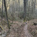 Koomer Ridge Trail, Kentucky - 625 Reviews, Map | AllTrails