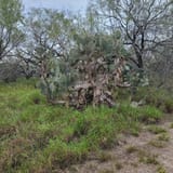 La Sal del Rey Trail, Texas - 26 Reviews, Map | AllTrails