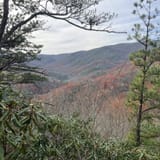 Lost Cove Loop Trail (262), North Carolina - 145 Reviews, Map | AllTrails