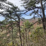 Lost Cove Loop Trail (262), North Carolina - 145 Reviews, Map | AllTrails