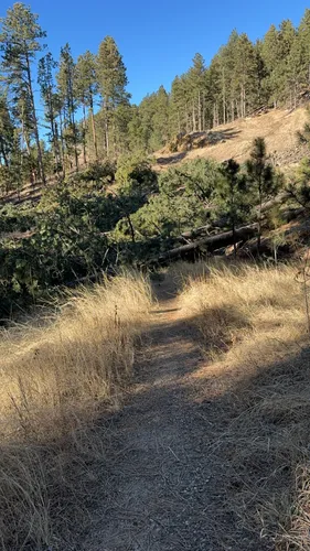 Best Trail Running Trails in Nemo | AllTrails