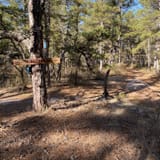 Batona Trail: Batsto to Rt 563, New Jersey - 129 Reviews, Map | AllTrails