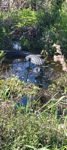 Best Hikes and Trails in TM Goodwin Waterfowl Management Area | AllTrails