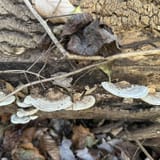 Okehocking Preserve Loop, Pennsylvania - 1,044 Reviews, Map | AllTrails