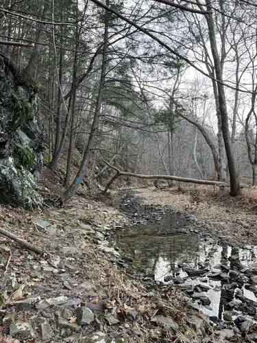 Best Hikes and Trails in Green Ridge State Forest | AllTrails