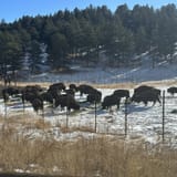Genesee Mountain Trail Outer Loop, Colorado - 1,389 Reviews, Map ...