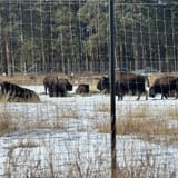 Genesee Mountain Trail Outer Loop, Colorado - 1,389 Reviews, Map ...