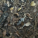 Green Ridge Trail, Texas - 1,055 Reviews, Map | AllTrails