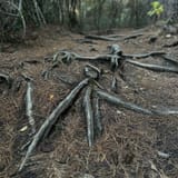 Green Ridge Trail, Texas - 1,055 Reviews, Map | AllTrails