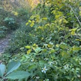 Green Ridge Trail, Texas - 1,055 Reviews, Map | AllTrails