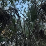 Green Ridge Trail, Texas - 1,055 Reviews, Map | AllTrails